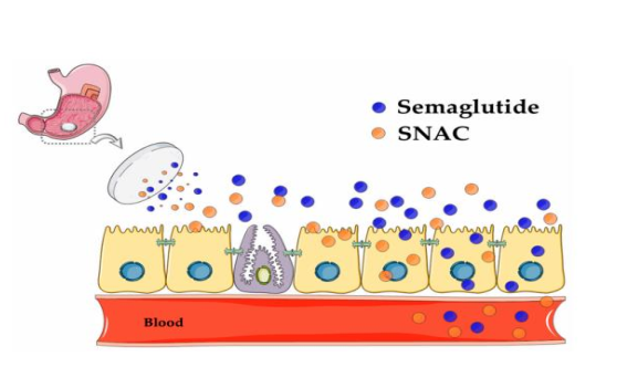 SNAC promotes the oral absorption of semaglutide tablets - chengdu ...